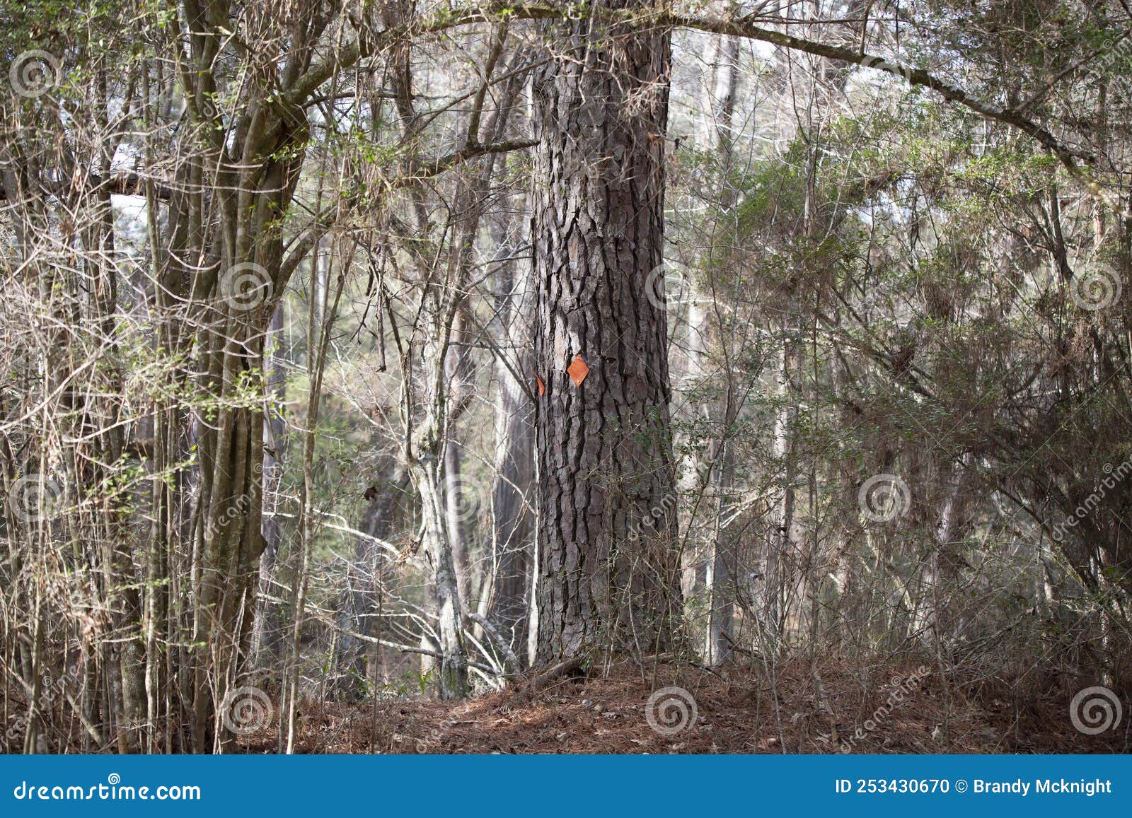 Marked Path stock photo. Image of forest, outside, country - 253430670