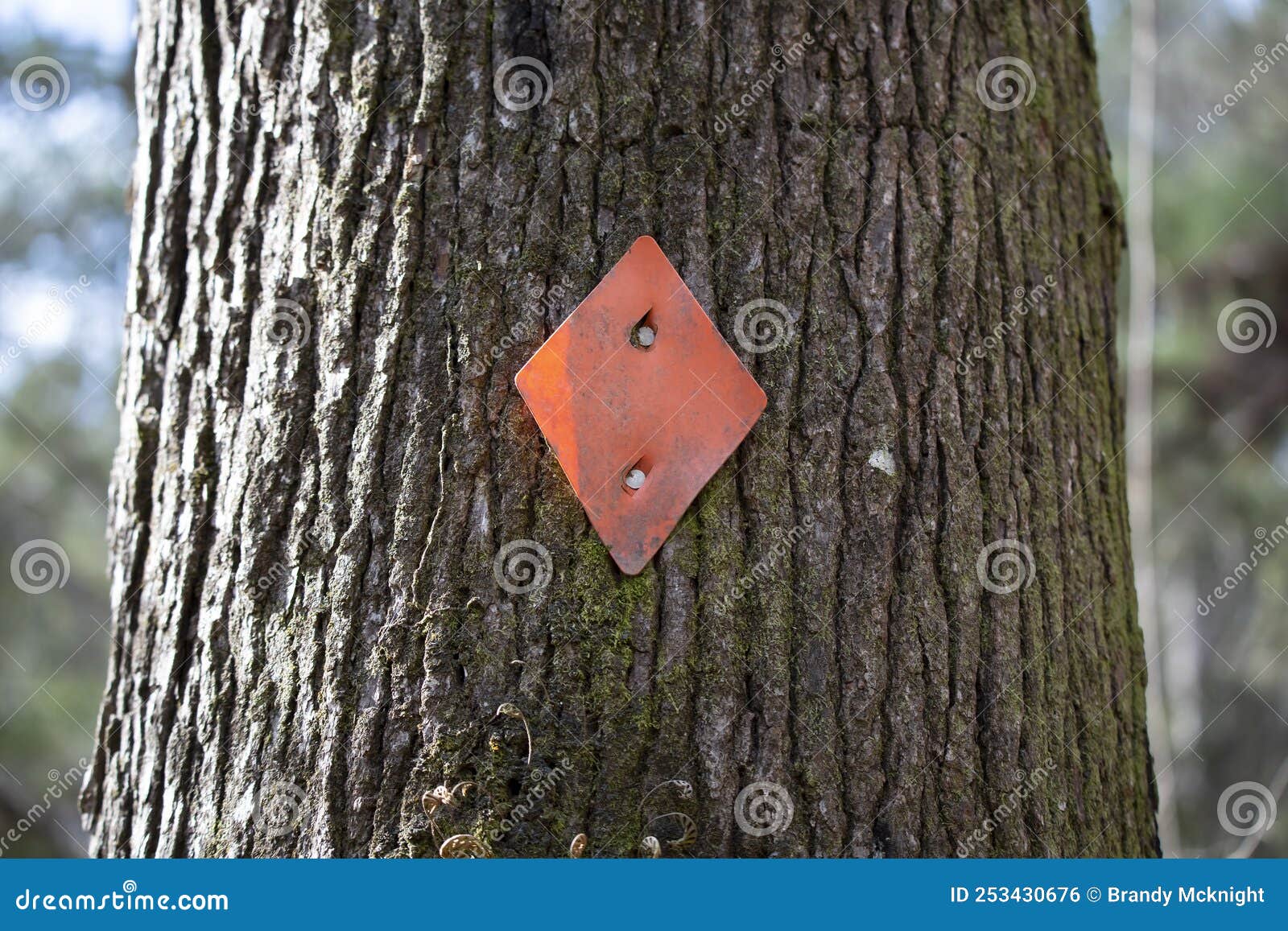 Marked Path stock photo. Image of hiking, conservation - 253430676