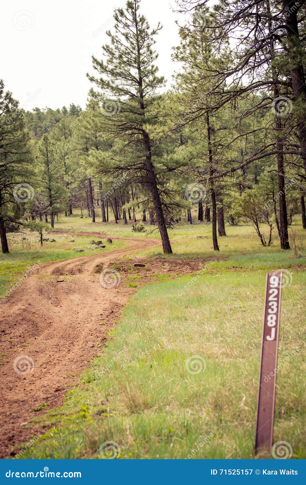 Marked trail stock image. Image of trees, marked, northern - 71525157