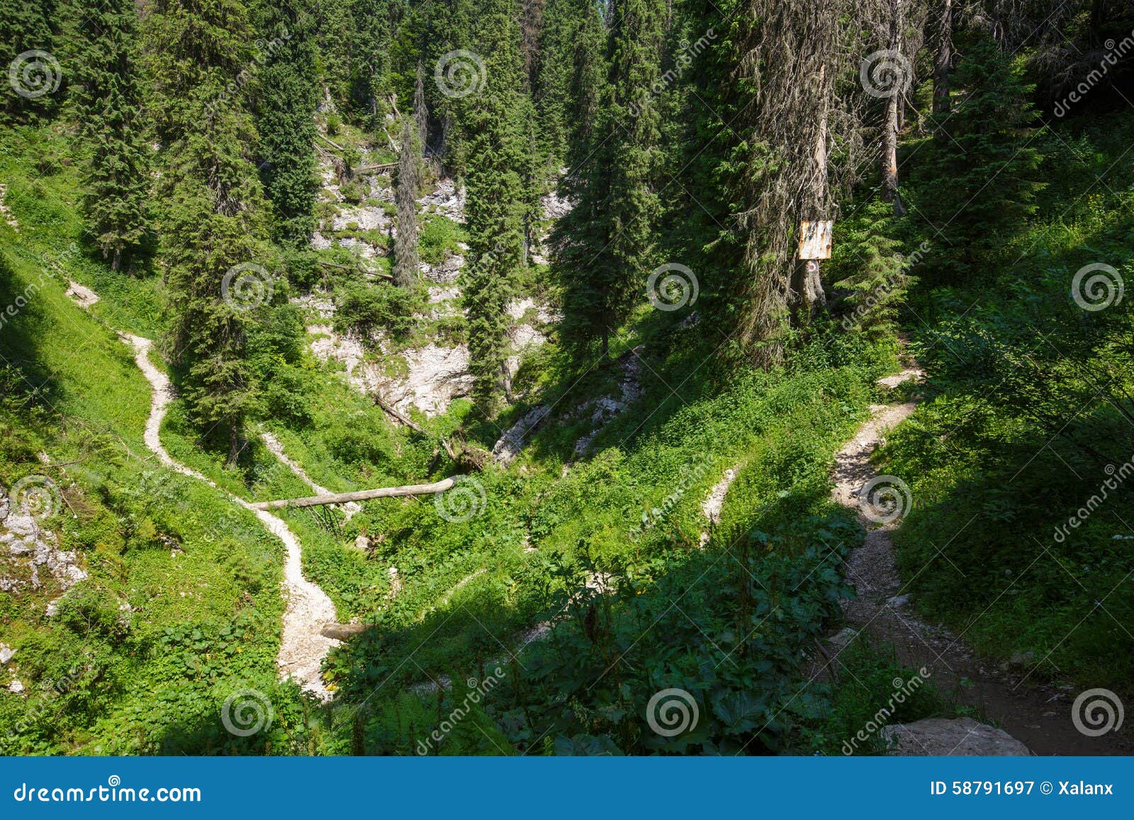 Marked Trail through the Forest Stock Image - Image of path, mountain ...