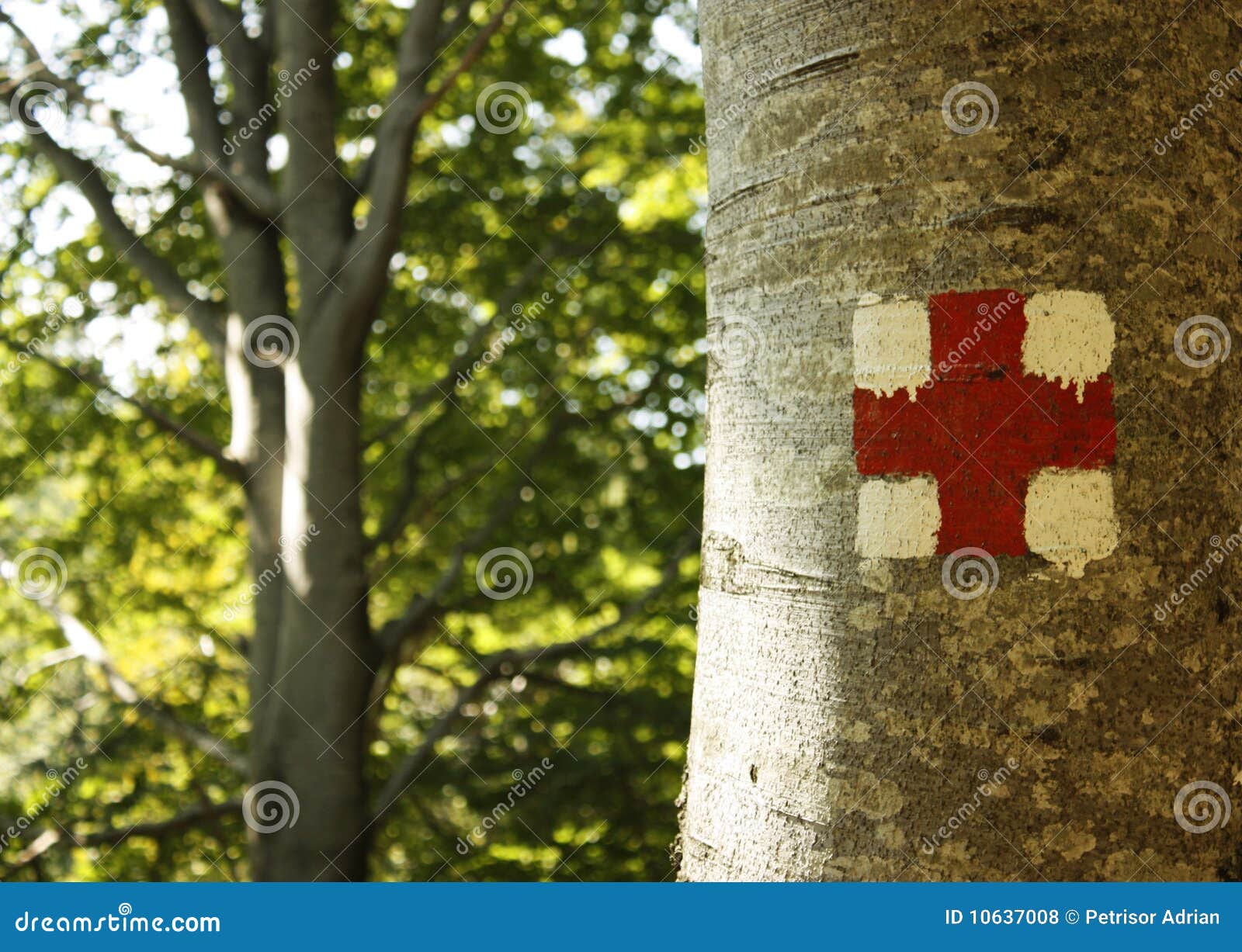 Marked tree in the forest stock photo. Image of pattern - 10637008