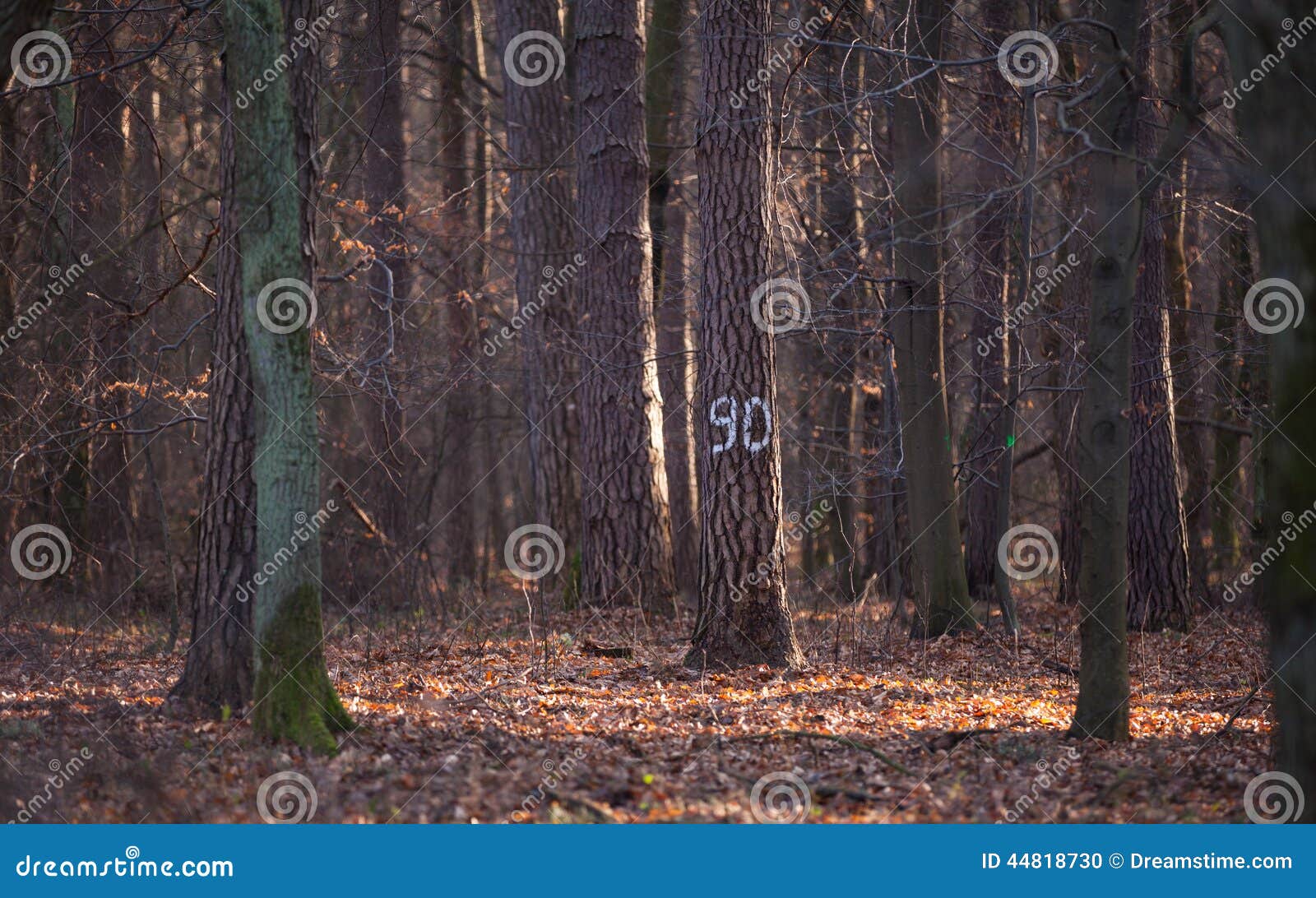 Marked Tree Stock Photography | CartoonDealer.com #44818730