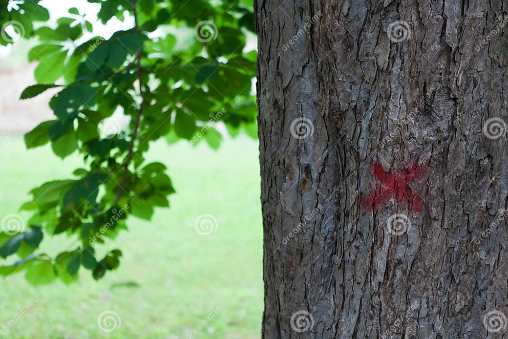 Marked tree stock photo. Image of leafs, protection, pine - 56188202