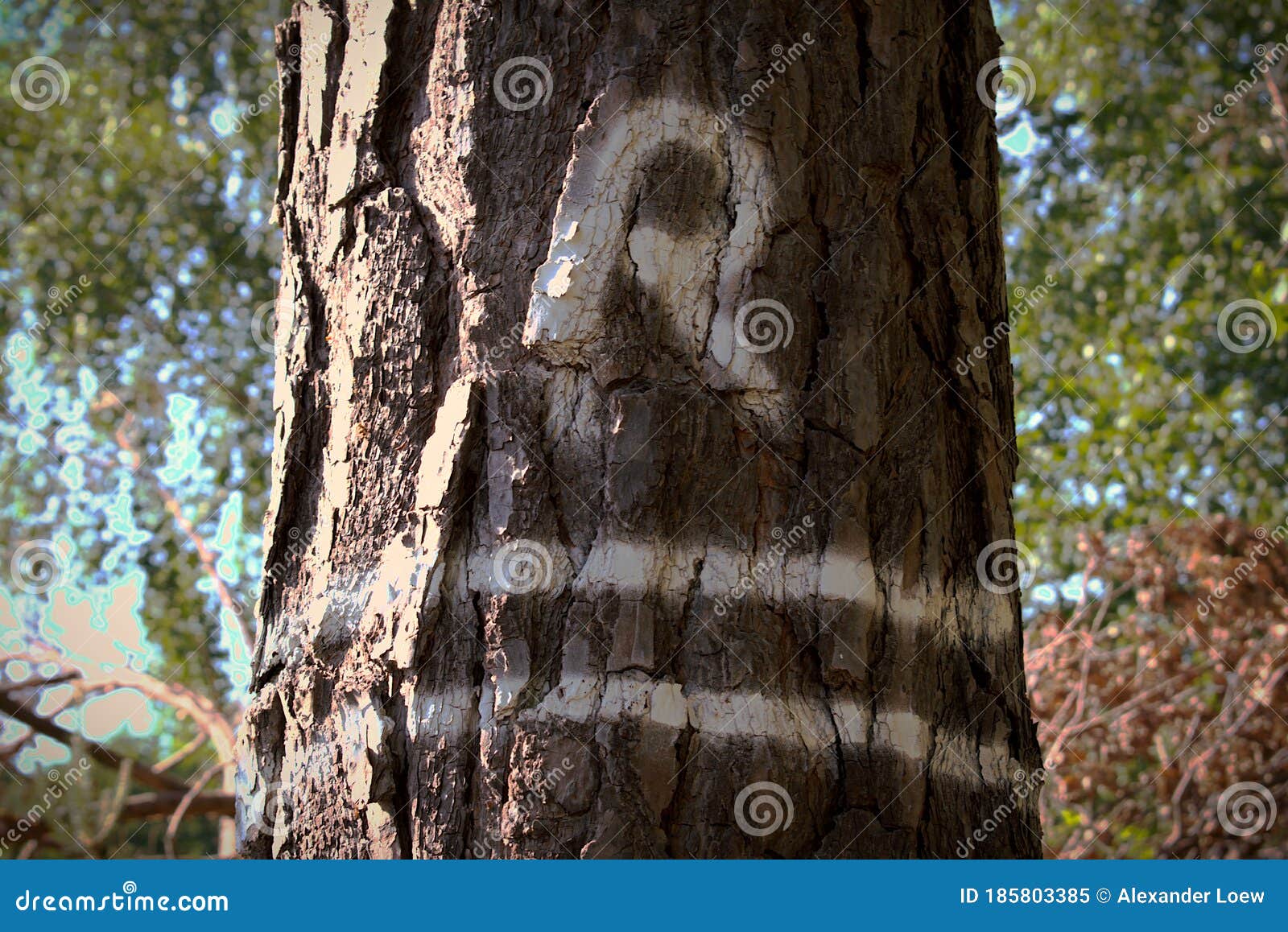 Marked tree to cut down stock image. Image of clearing - 185803385