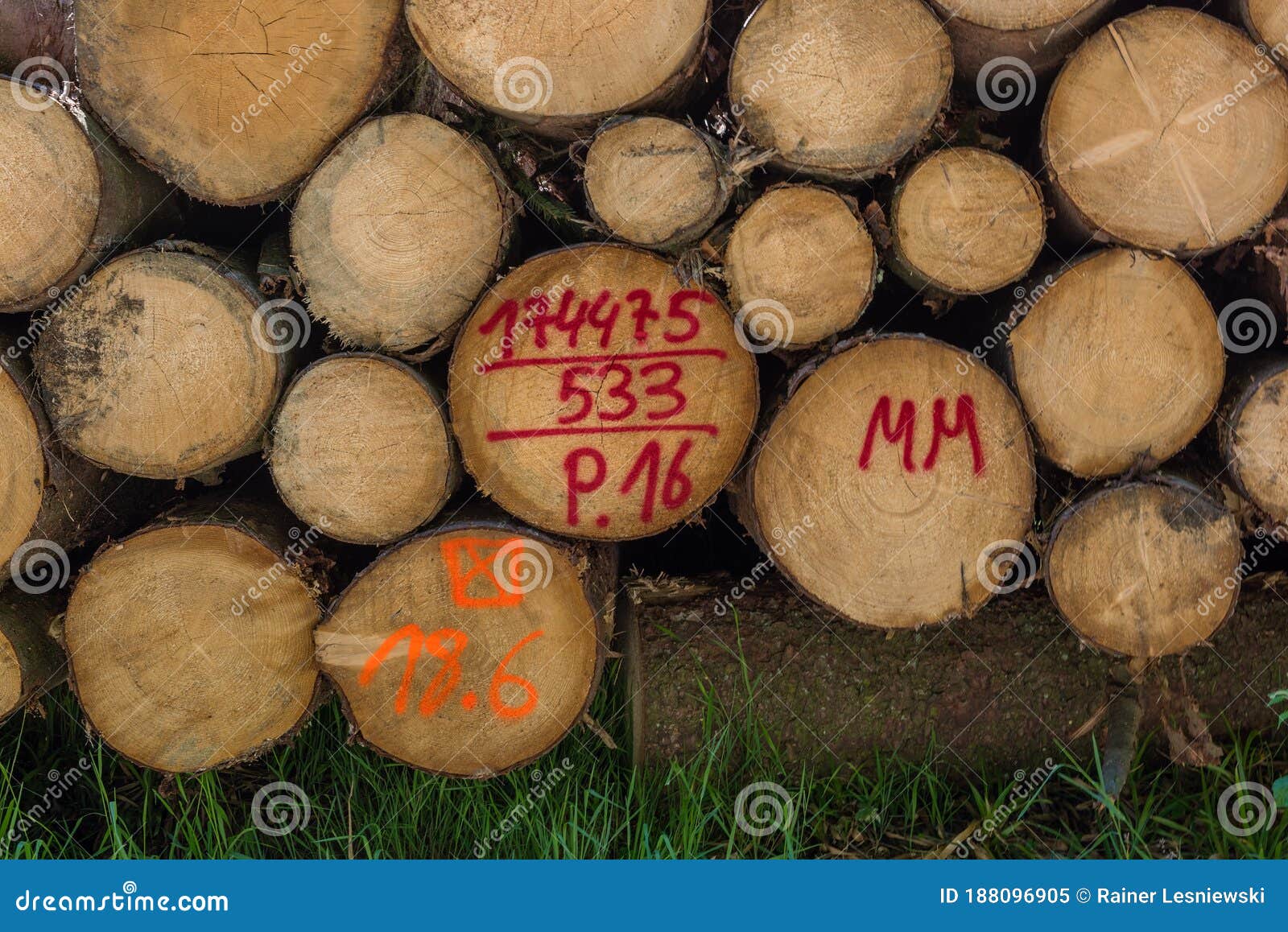 Marked Tree Stock Photography | CartoonDealer.com #44818730
