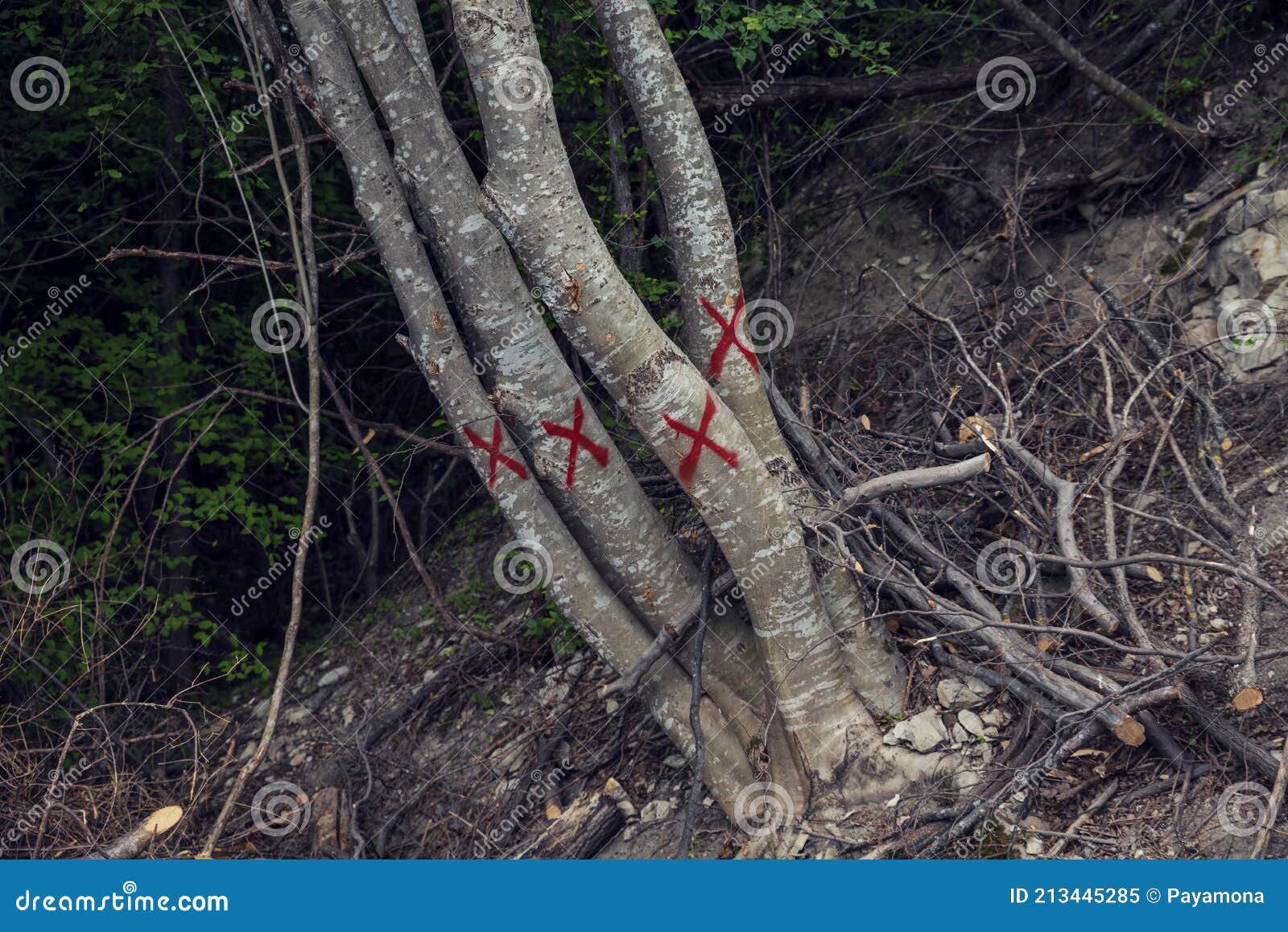 Marked Trees with Red Paint Stock Image - Image of nature, concept ...