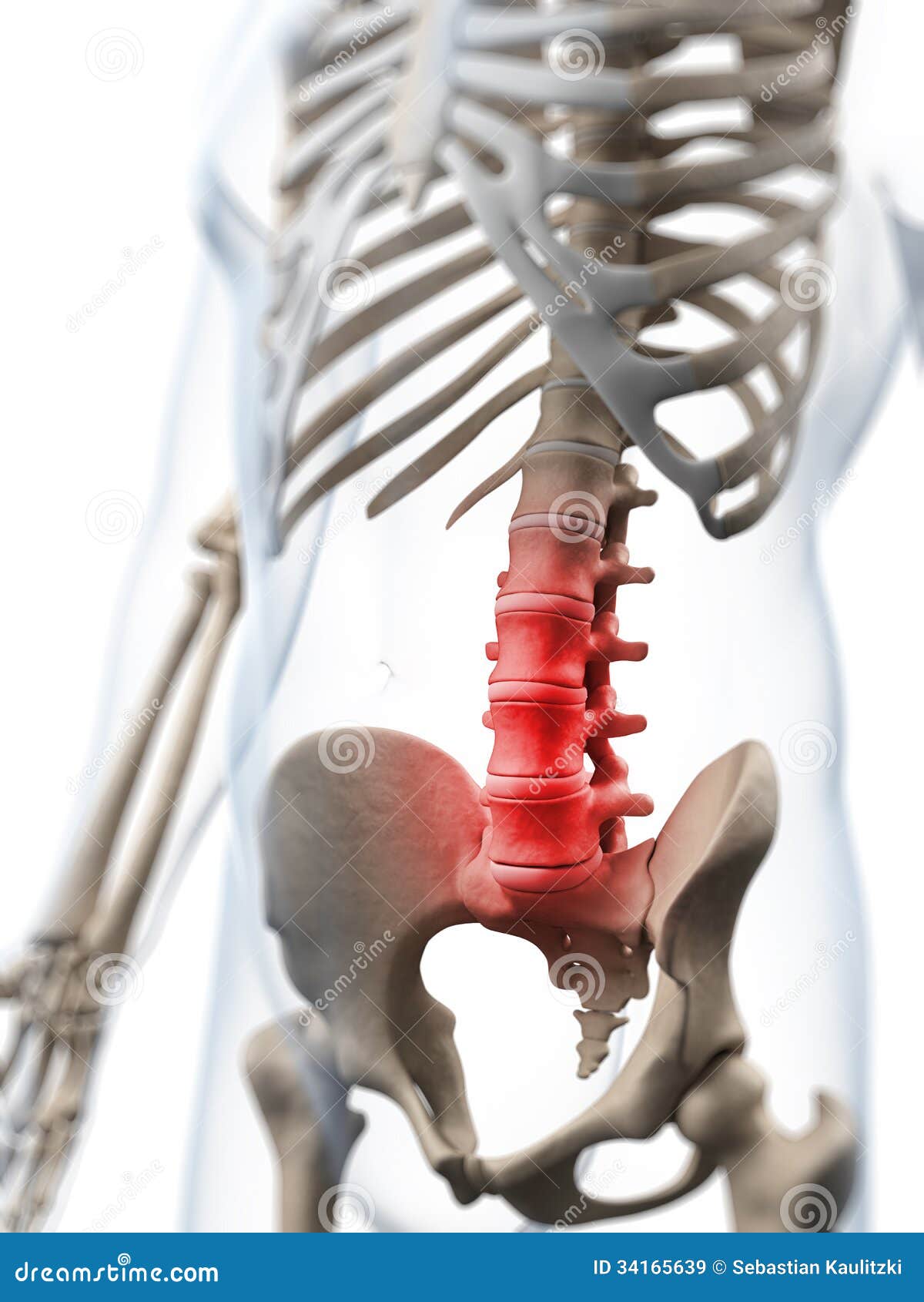 Markerad lumbal rygg stock illustrationer. Illustration av illustration ...