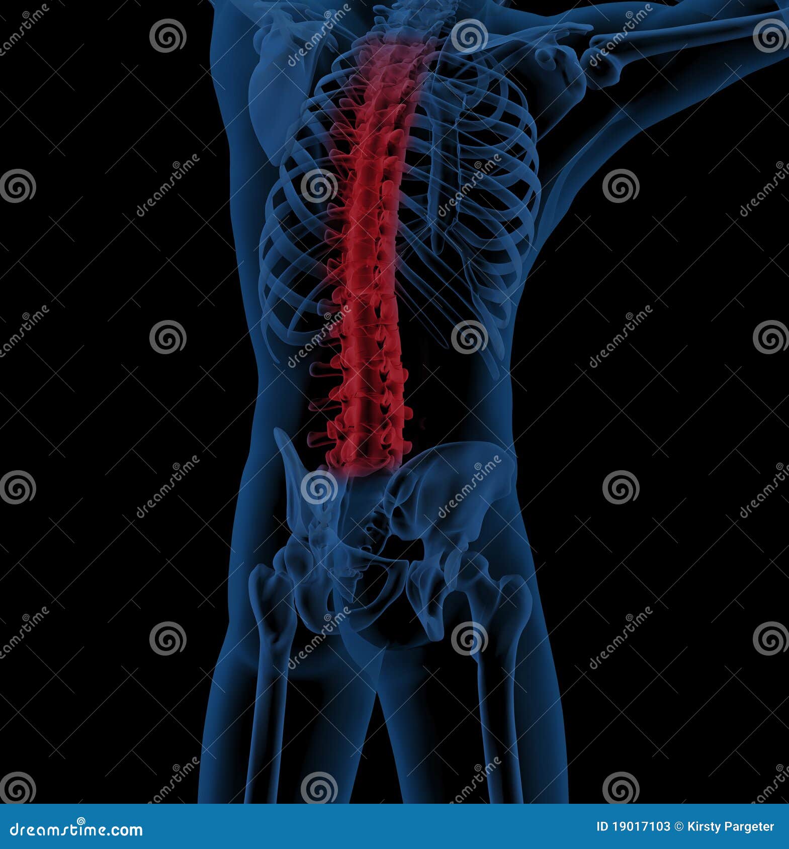 Markerad Male Skelett- Rygg Stock Illustrationer - Illustration av ...