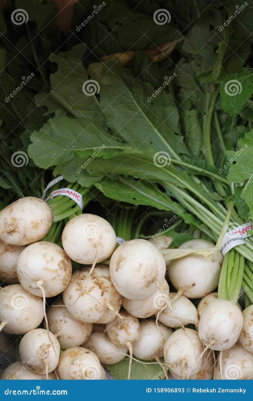 Green and White Turnips 2918 Stock Image - Image of fleshy, decorative ...