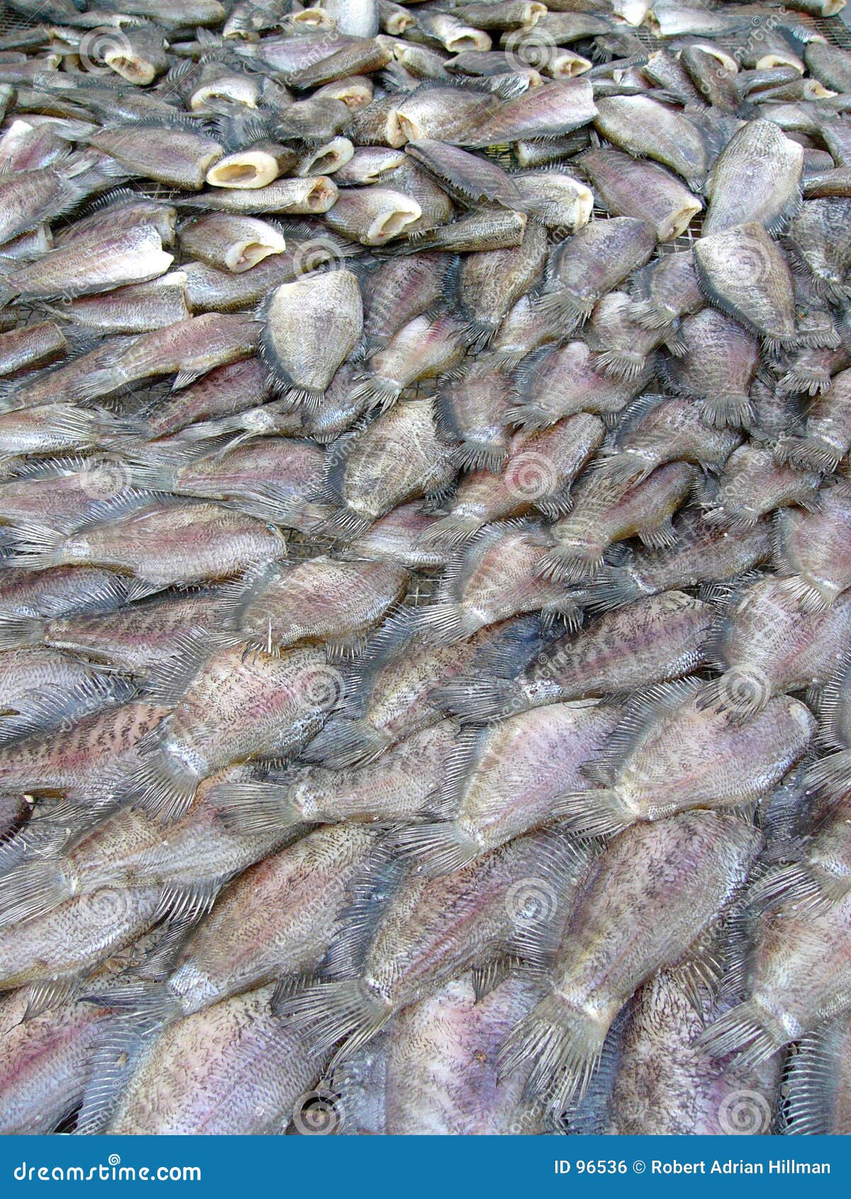 Market fish stock photo. Image of bulk, sale, stack, catch - 96536
