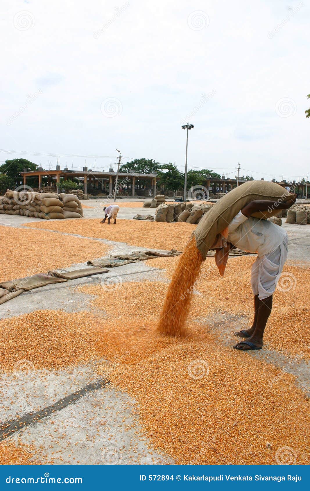 Market yard india stock photo. Image of grains, market - 572894