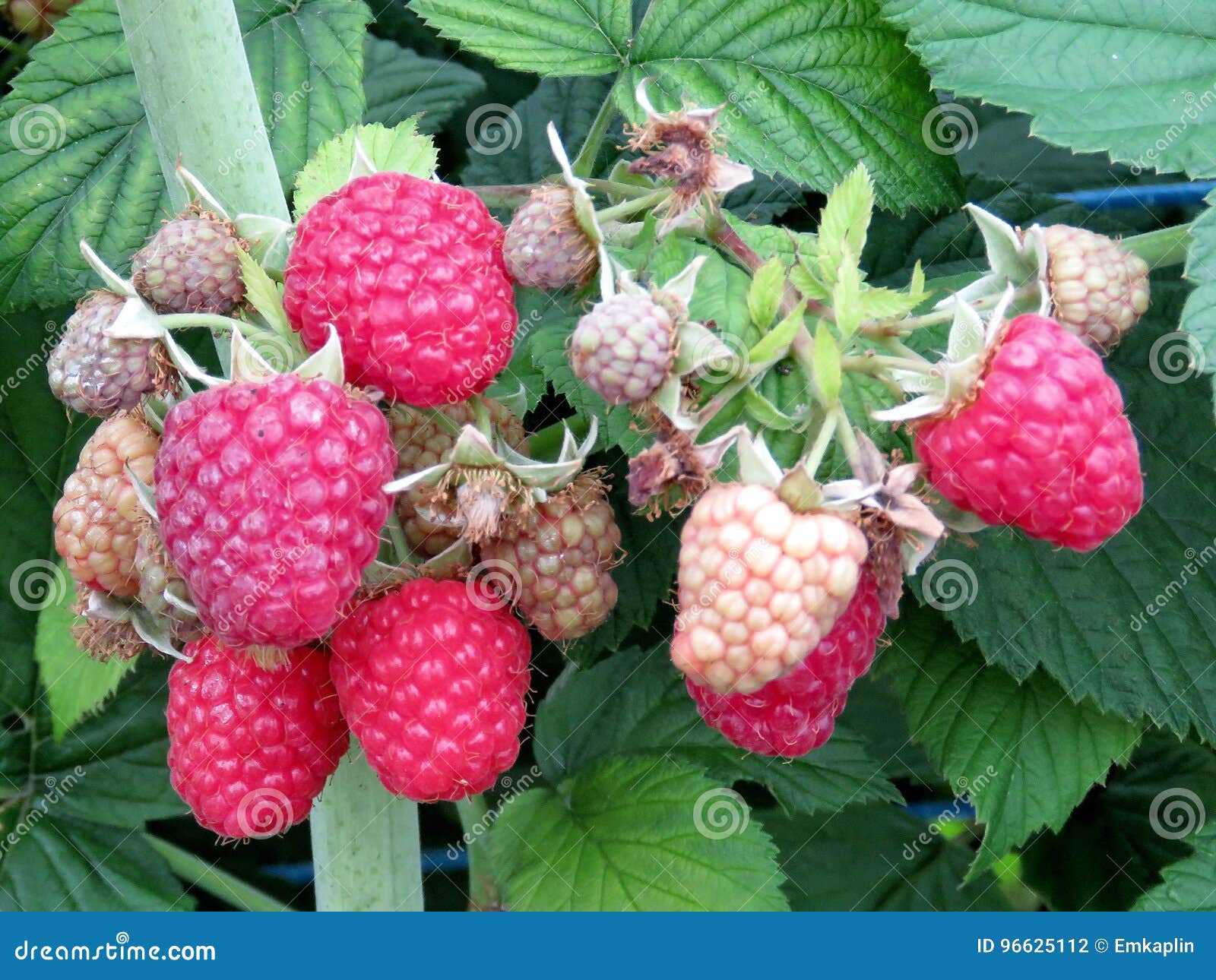 Markham Raspberry Branch 2017 Stock Photo - Image of farming, bunch ...