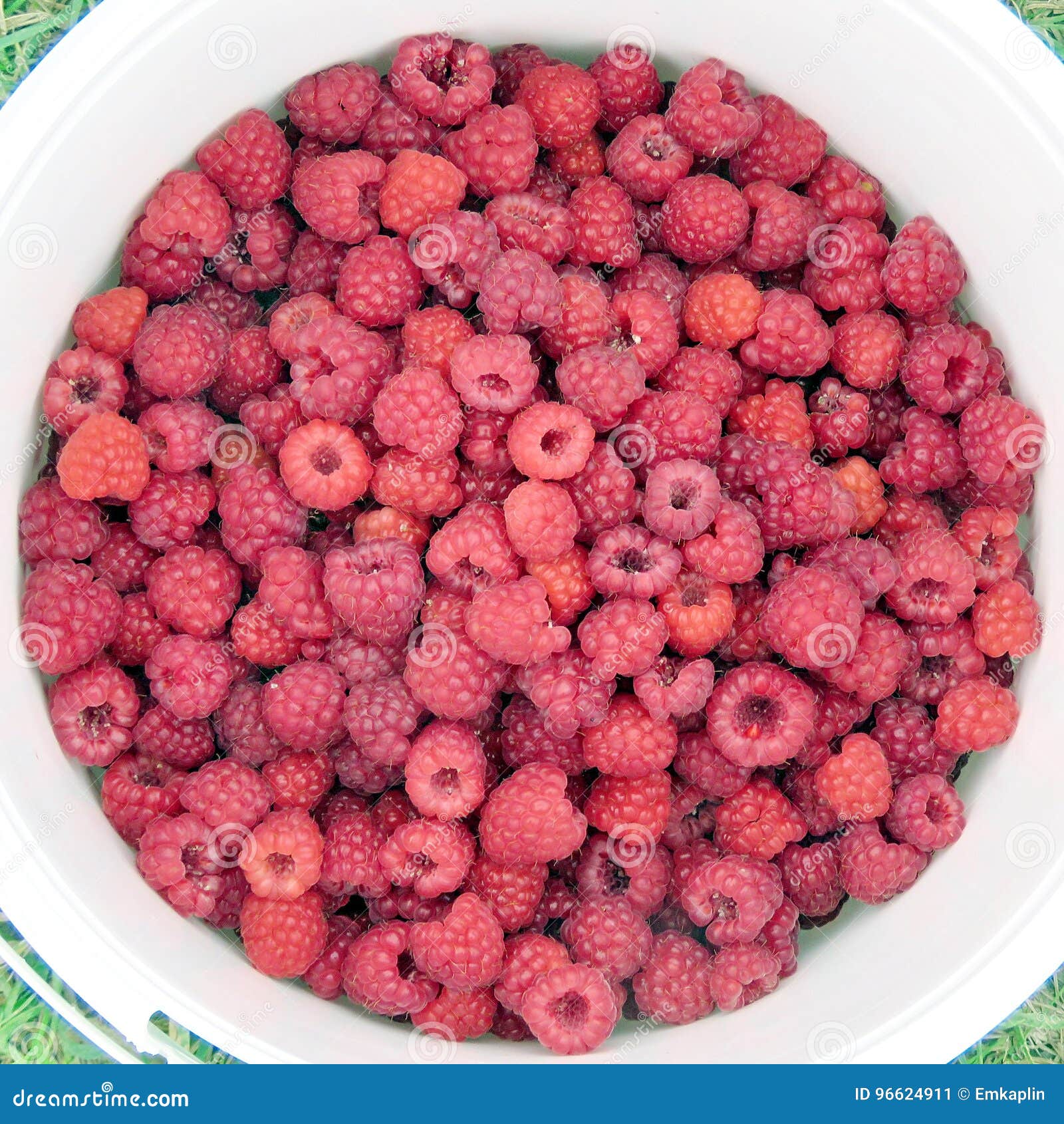 Markham Raspberry in the Bucket 2017 Stock Image - Image of nature ...