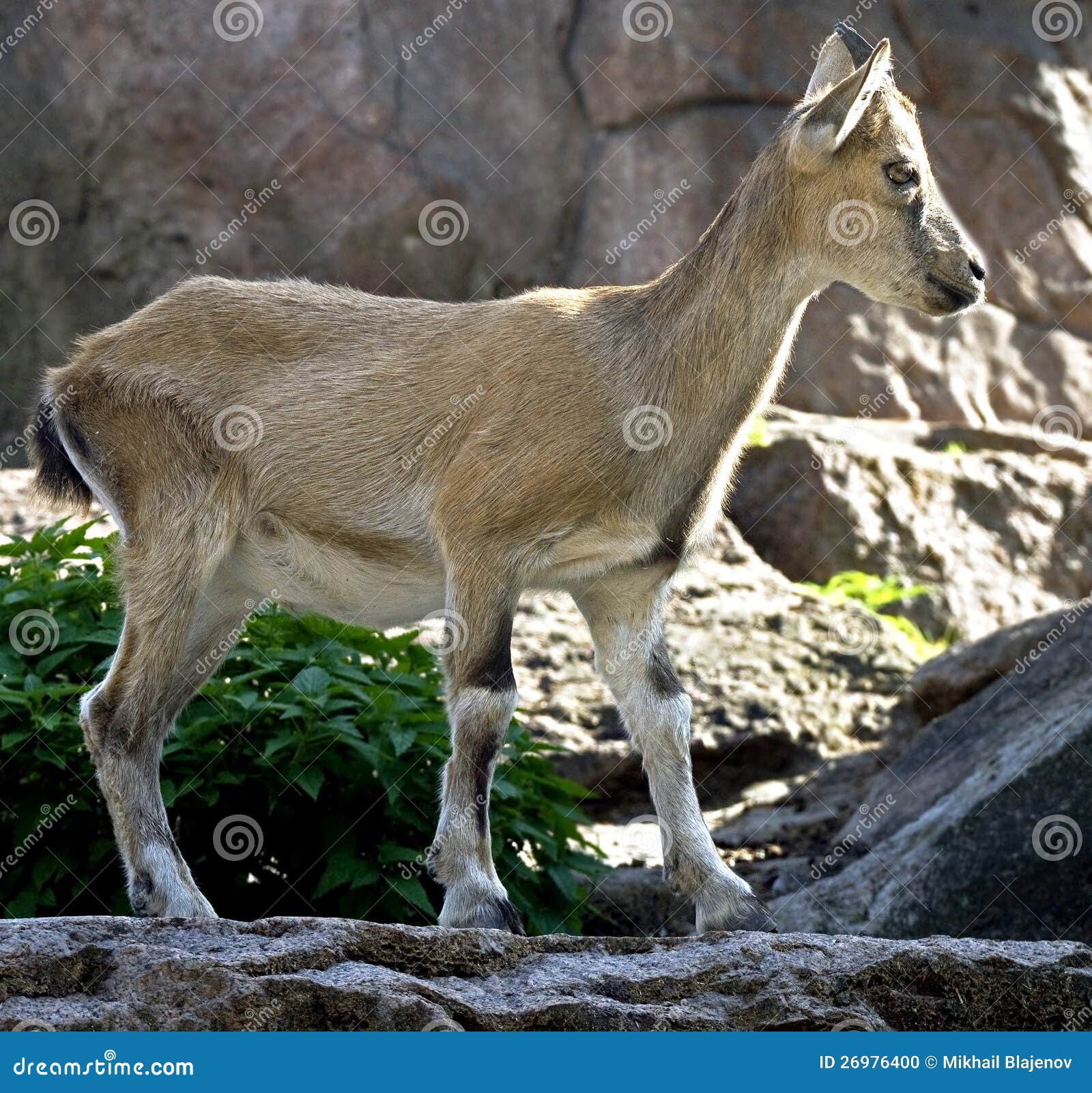 Markhor 1 stock photo. Image of nice, species, ecology - 26976400