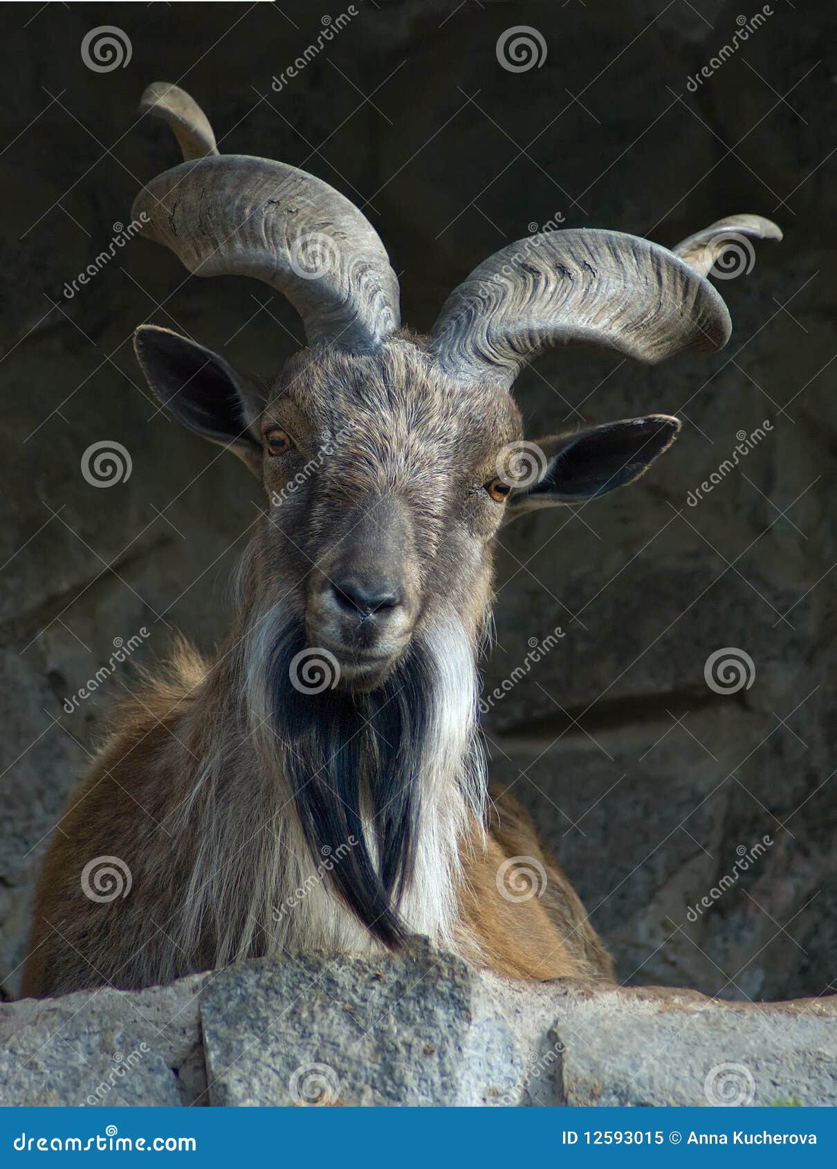 Markhor stock image. Image of wild, rock, capra, falconeri - 12593015
