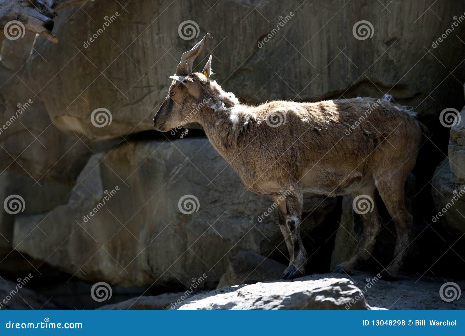 Markhor stock photo. Image of nature, herbivore, horns - 13048298