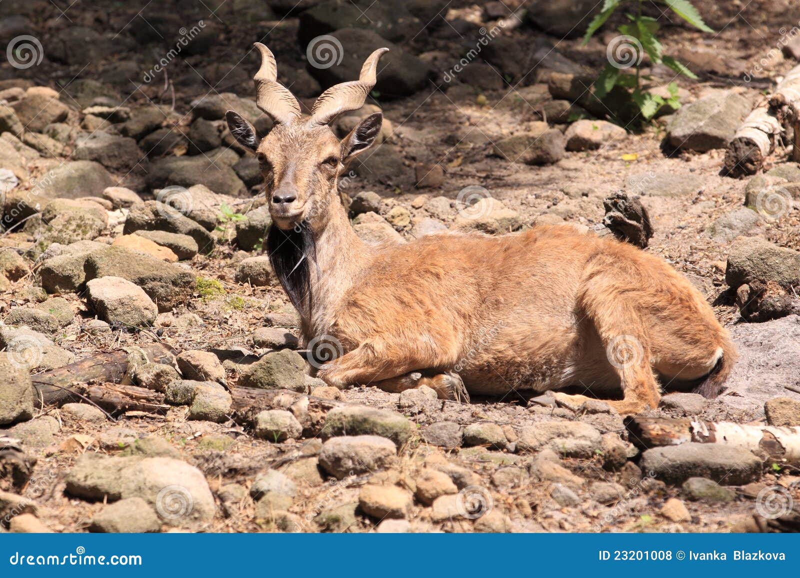 Markhor stock photo. Image of rocky, nature, wild, falconeri - 23201008