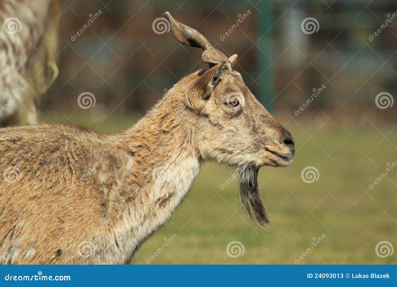 Markhor stock image. Image of detail, animal, body, mammal - 24093013