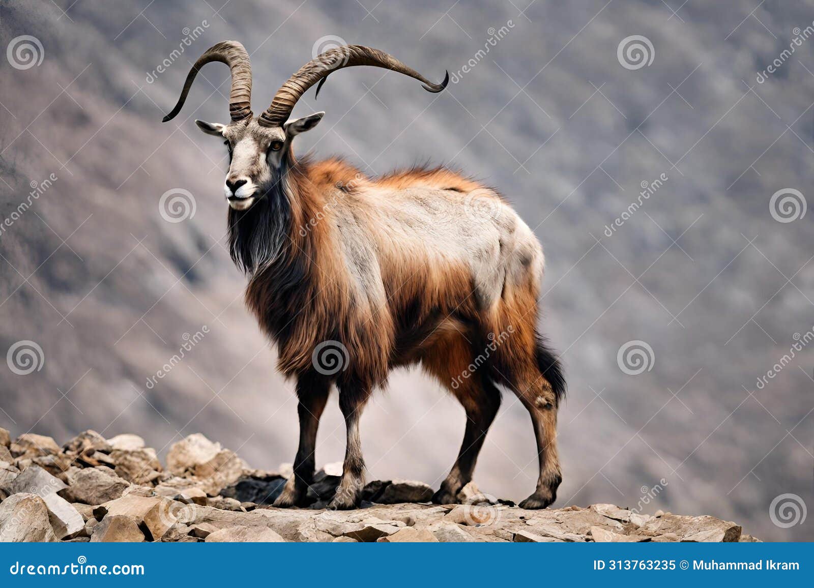 Majestic Markhor Perched on Rocky Outcrop Stock Illustration ...