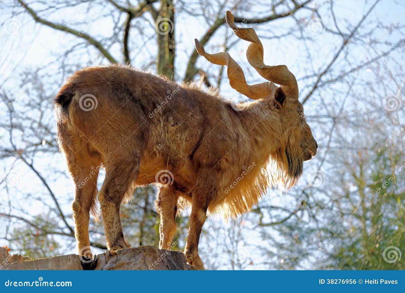 Markhor stock photo. Image of zoological, animal, capra - 38276956