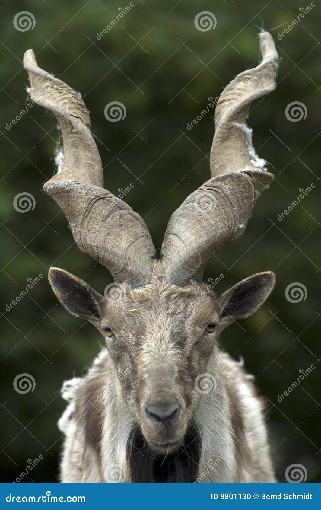 Markhor [Capra falconeri] stock photo. Image of nose, coat - 8801130