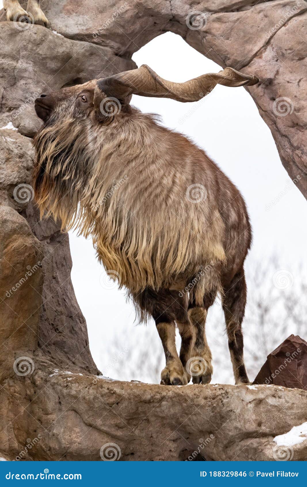 Markhor. Capra falconeri stock photo. Image of breeding - 188329846