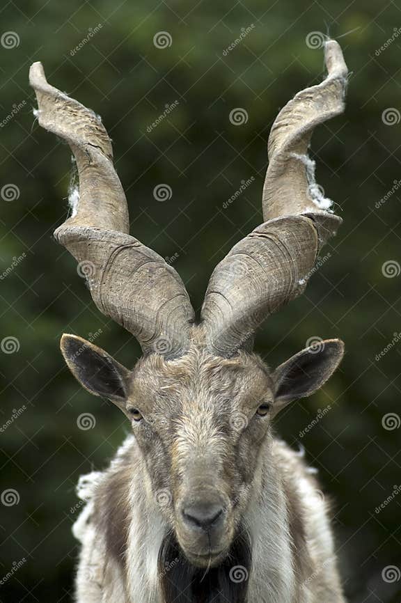 Markhor falconeri capra стоковое фото. изображение насчитывающей пальто ...