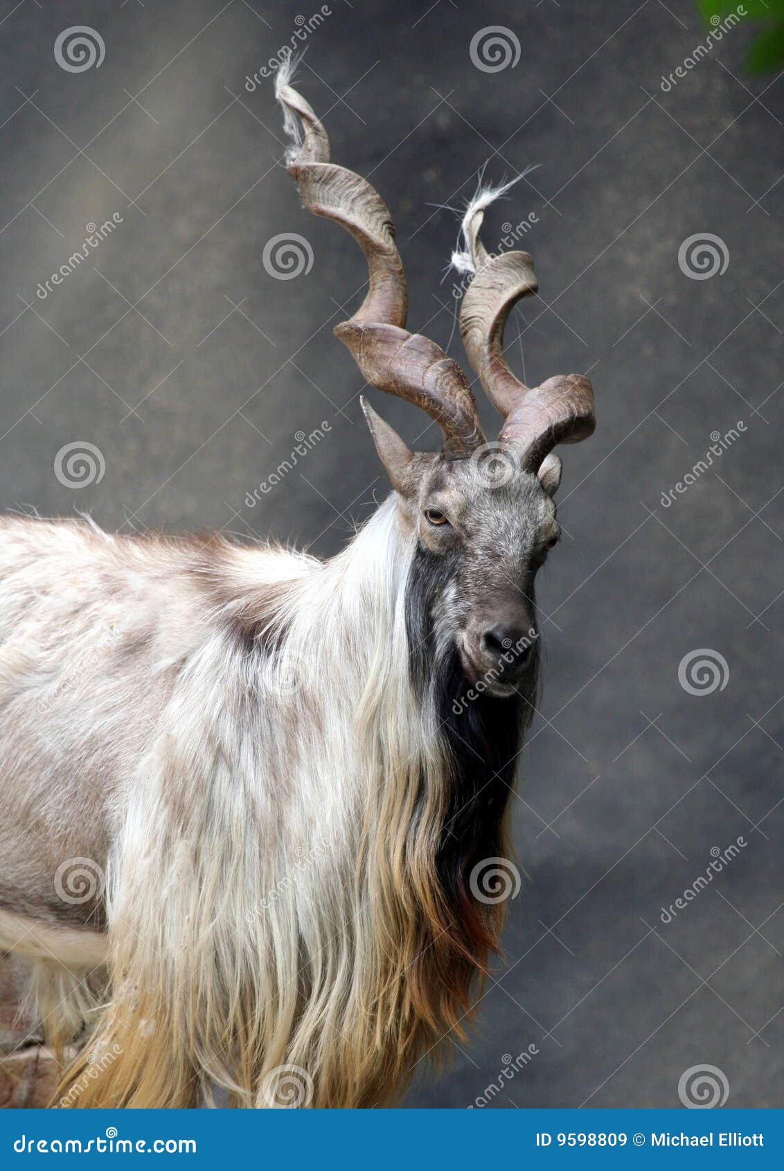 Markhor Goat stock image. Image of antelope, mountains - 9598809