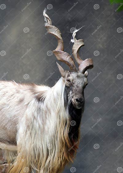 Markhor Goat stock image. Image of antelope, mountains - 9598809
