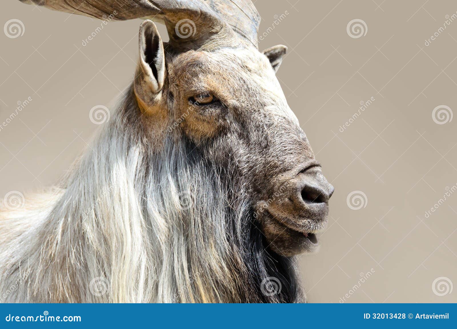 Markhor goat head stock photo. Image of male, capra, head - 32013428