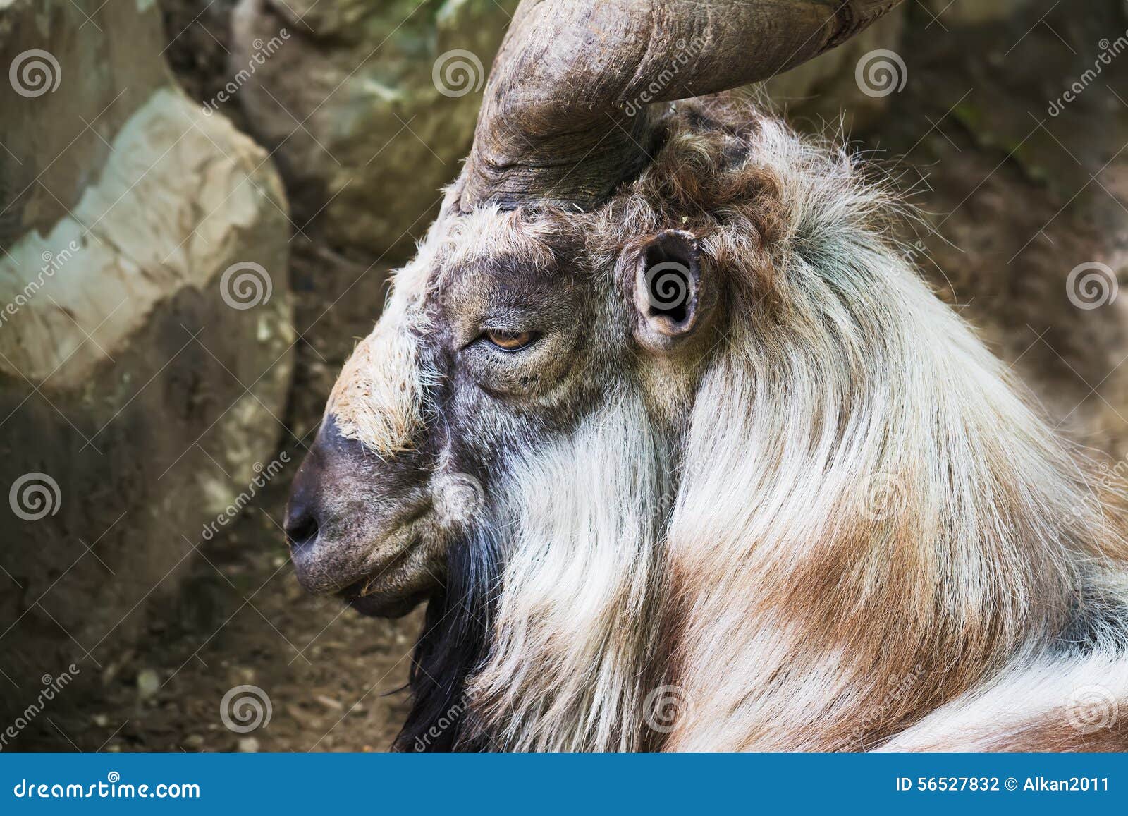 Markhor head side view stock photo. Image of afghanistan - 56527832