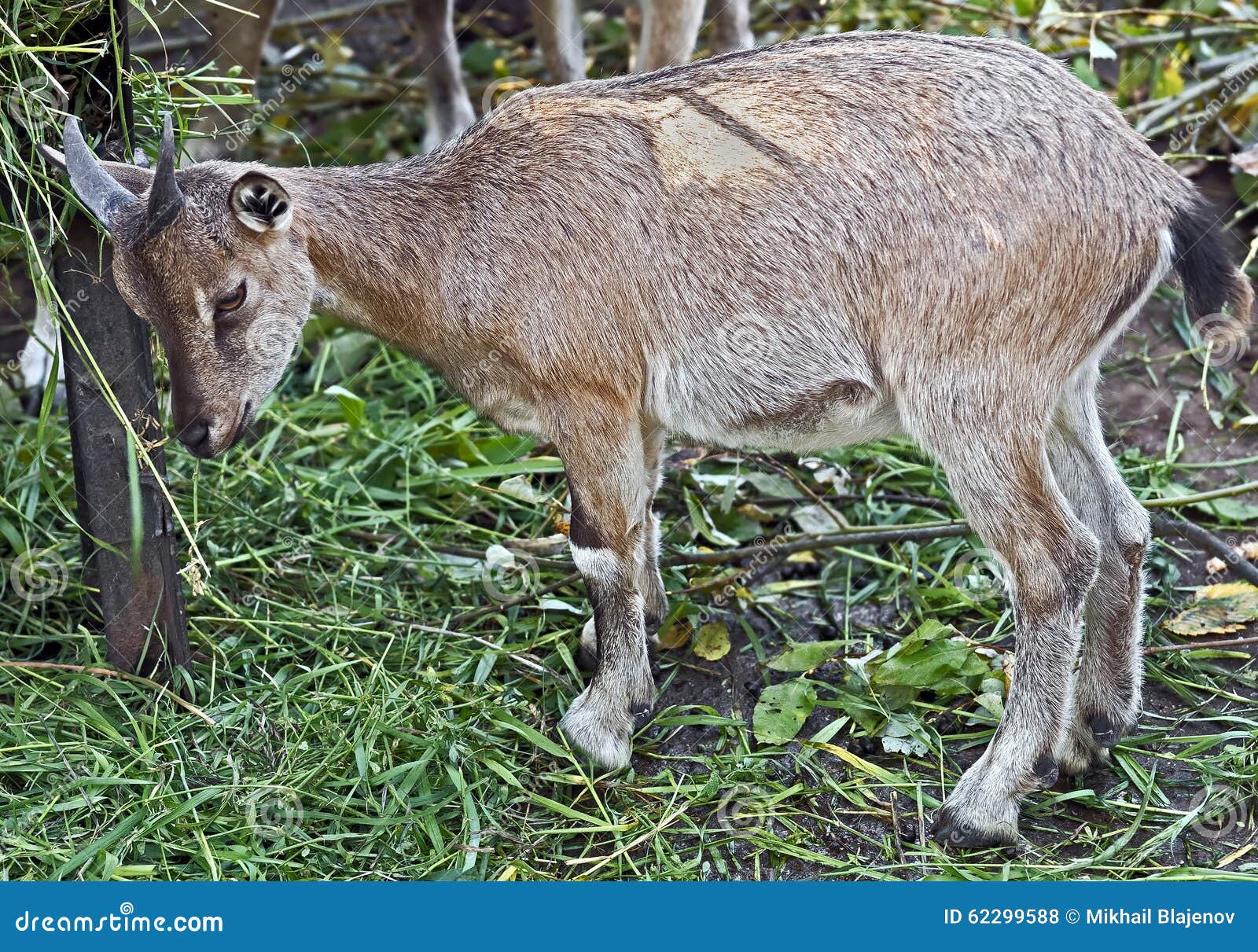 Markhor 8 stock photo. Image of animal, environment, ruminant - 62299588