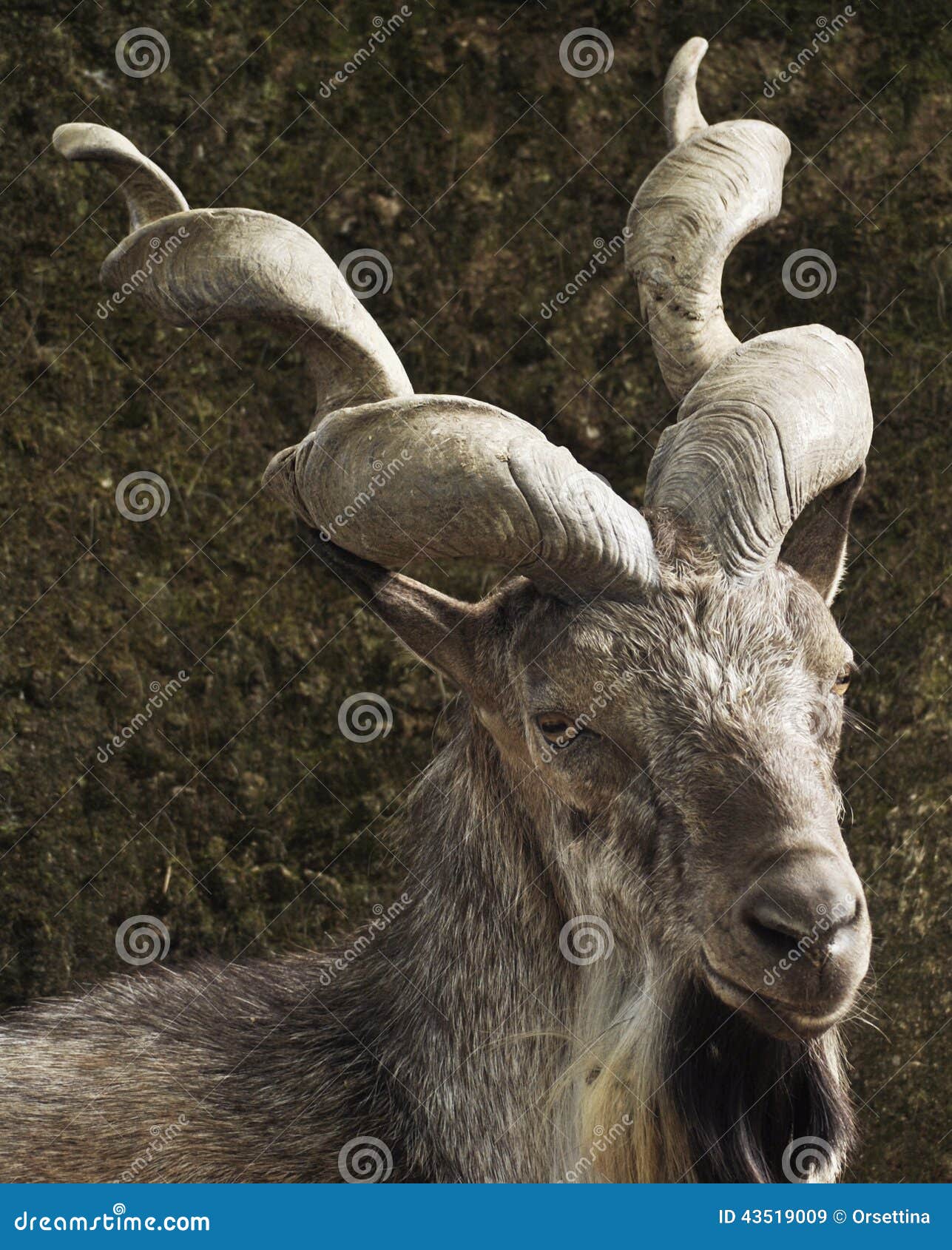 Markhor stock image. Image of look, love, portrait, eyes - 43519009