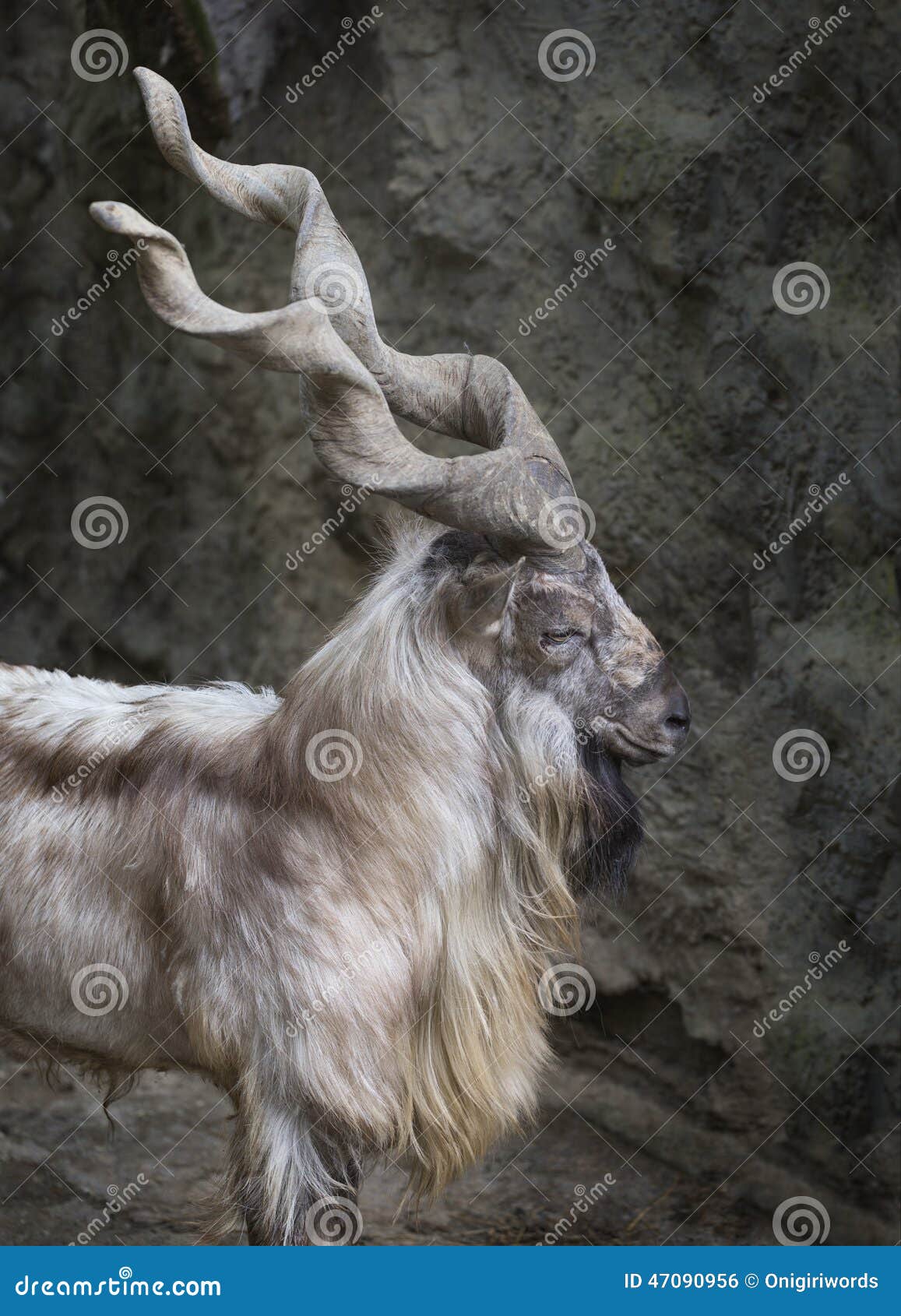 Markhor stock photo. Image of goat, great, hair, biology - 47090956