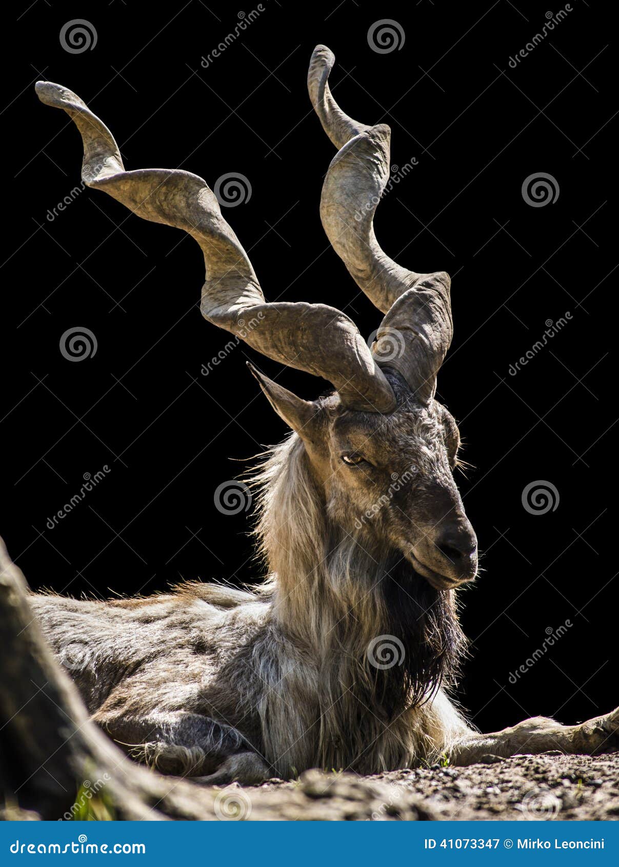 Markhor stock image. Image of animal, horn, markhor, falconeri - 41073347