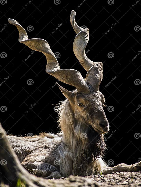 Markhor stock image. Image of animal, horn, markhor, falconeri - 41073347