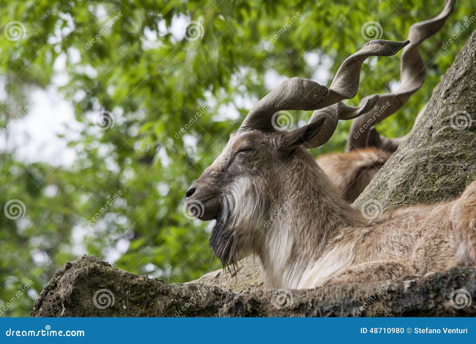 Markhor resting on a rock stock photo. Image of afghanistan - 48710980