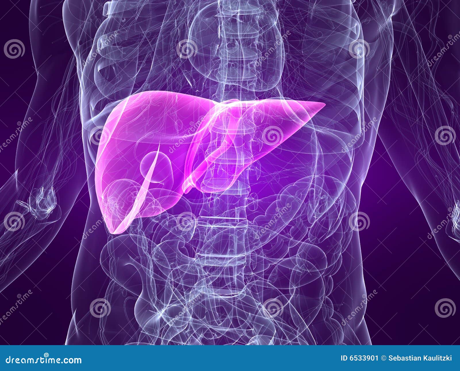Markierte Leber stock abbildung. Illustration von anatomisch - 6533901