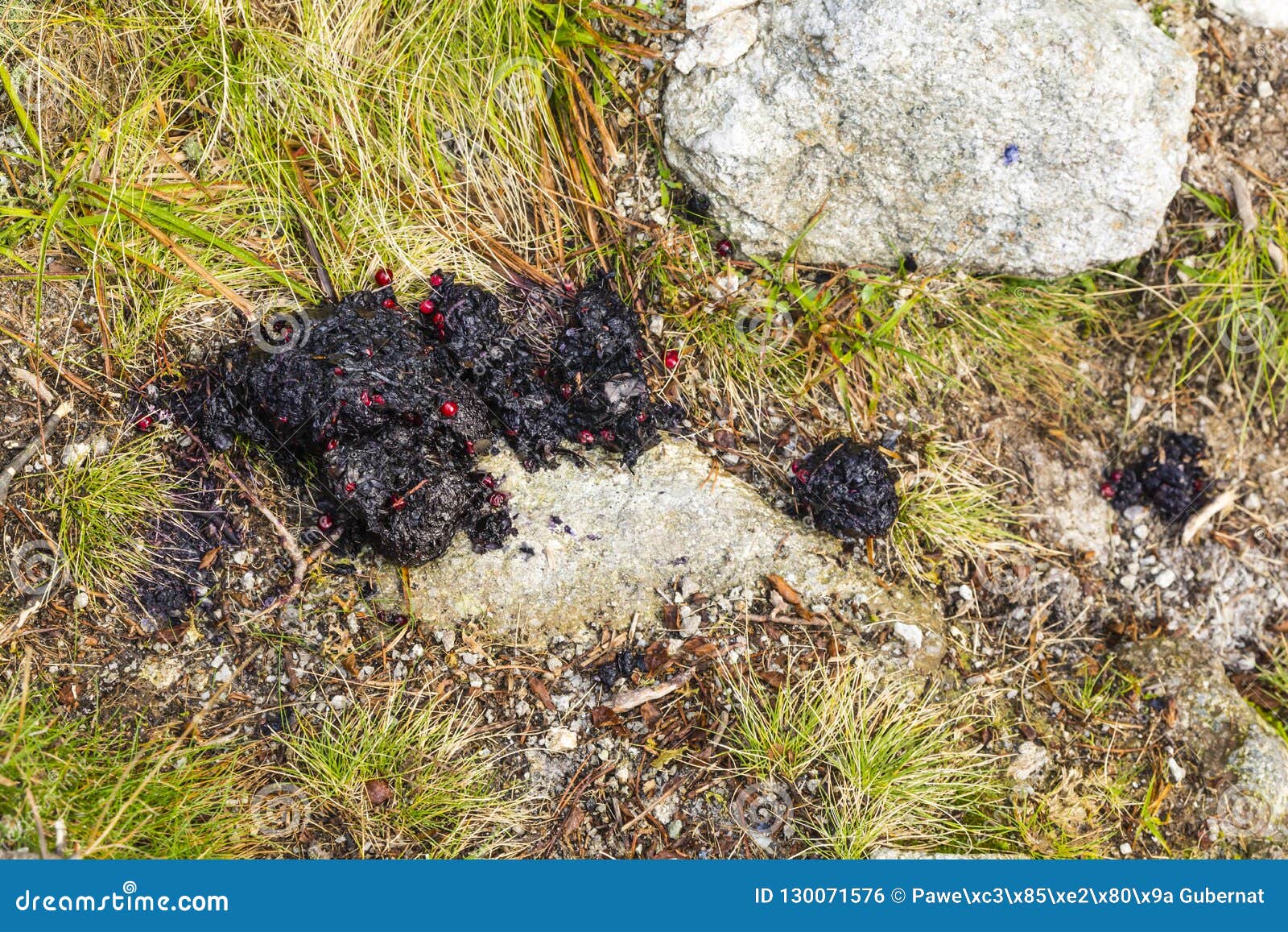 Marking by the Excrement of the Feeding Territory by the Brown Bear ... Marking by the Excrement of the Feeding Territory by the Brown Bear ...