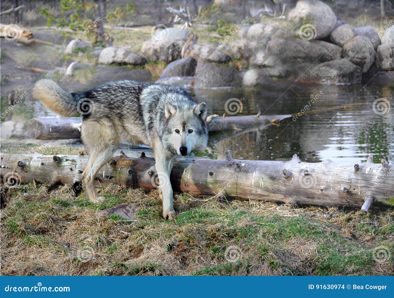 Marking Territory stock photo. Image of peeing, water - 91630974