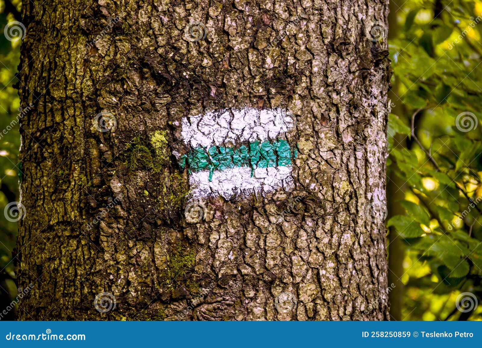 Marking the Tourist Path on a Tree Stock Image - Image of bark, sign ...