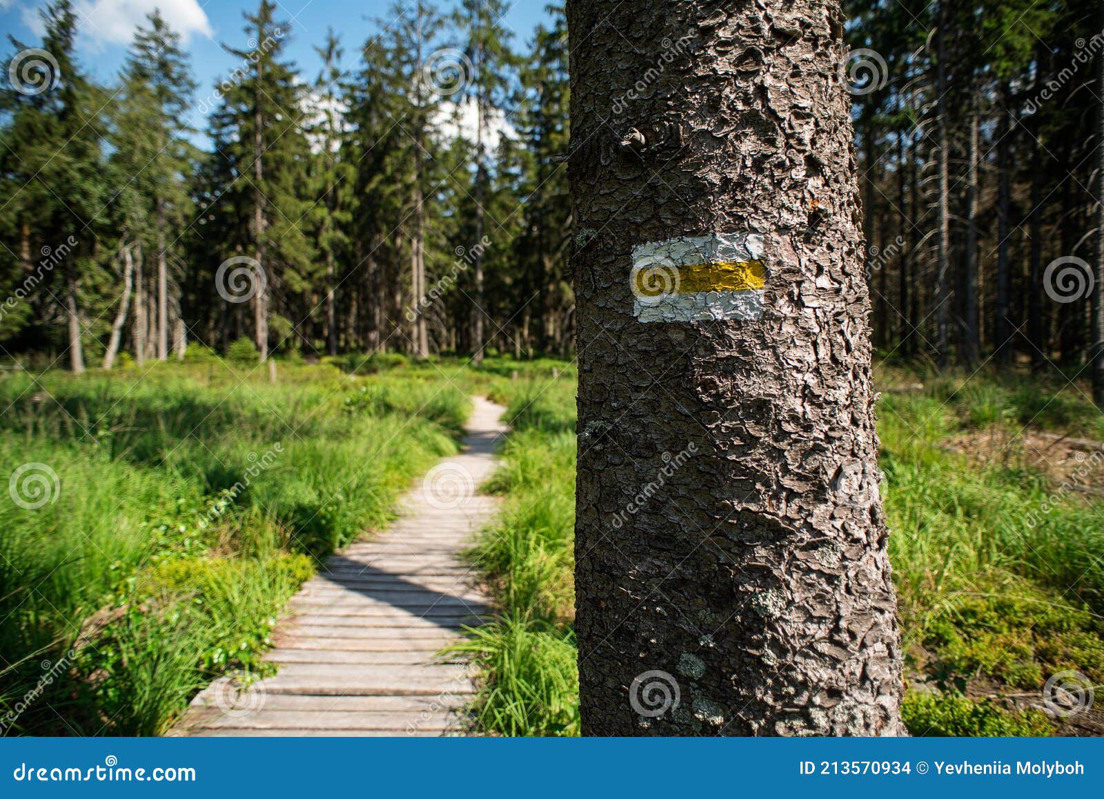 Marking a Walking Path on a Tree in the Forest. Wooden Path Leading ...