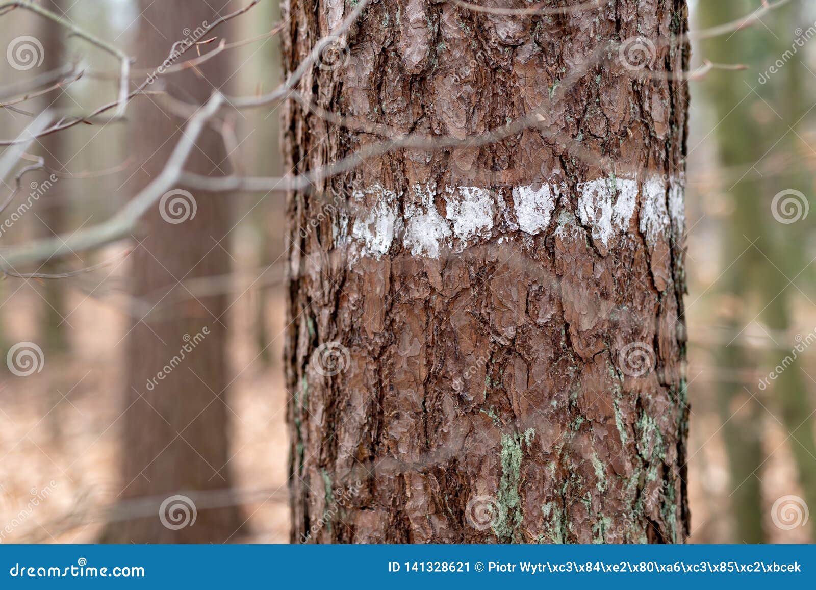 Markings on the Bark of a Coniferous Tree in the Forest. White Line on ...