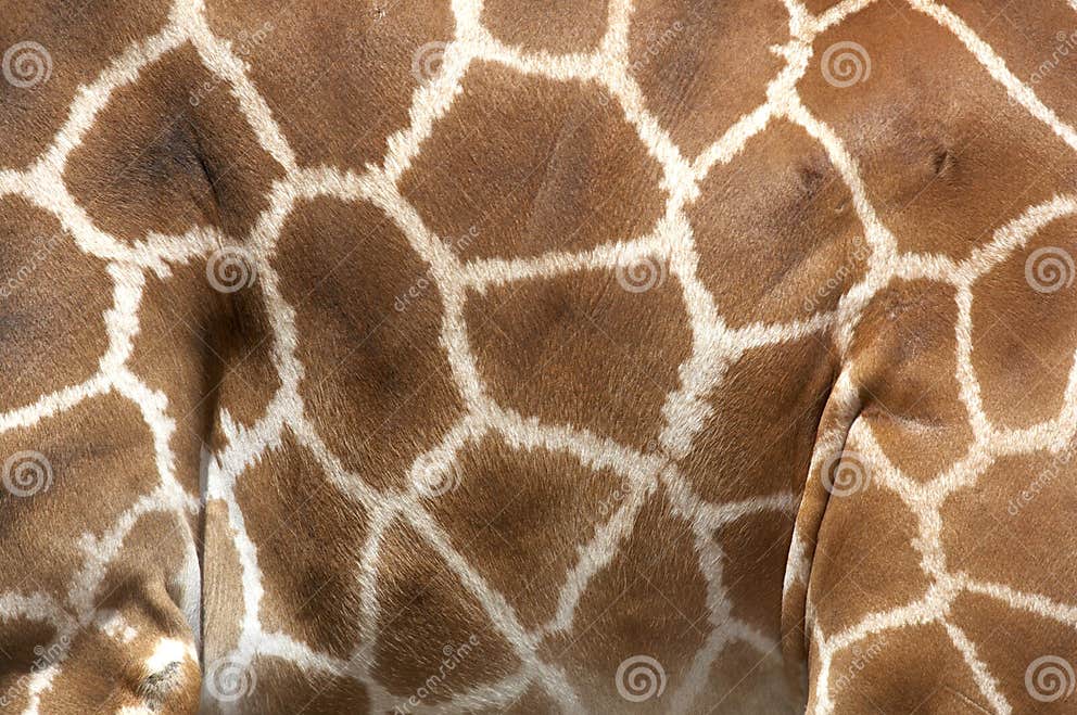 Markings of the Rothchilds Giraffe Stock Image - Image of rothchilds ...