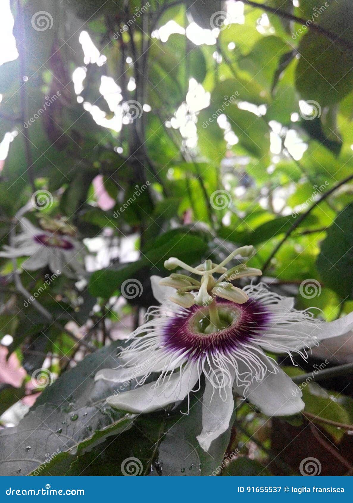 Markisa anemeo stock image. Image of markisa, tree, anemeo - 91655537