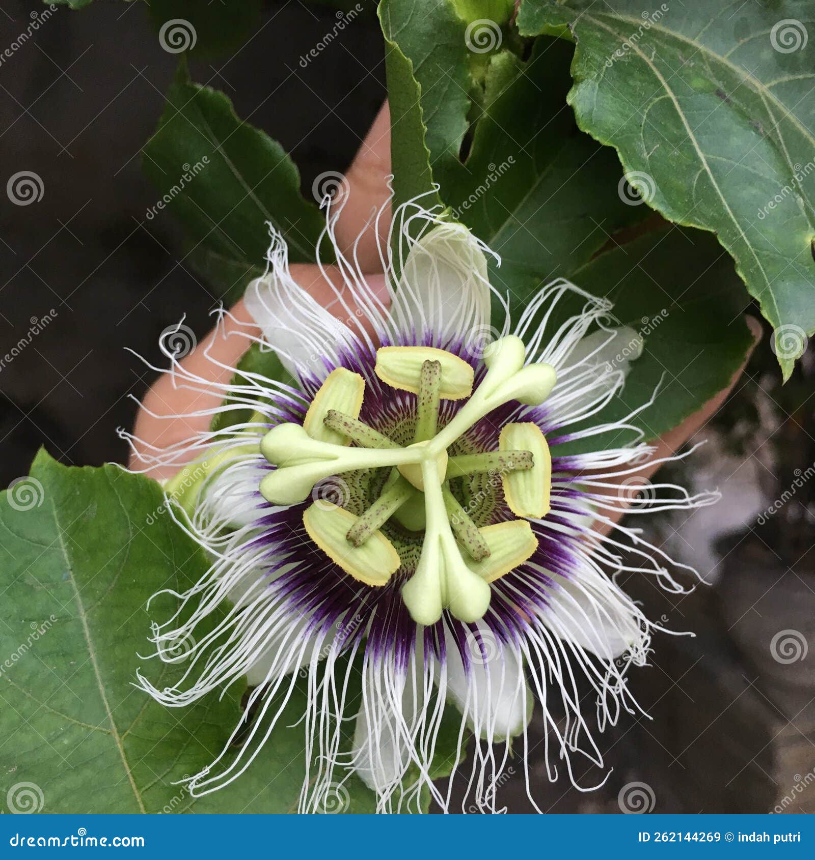Markisa stock image. Image of indah, fruit, passion - 262144269