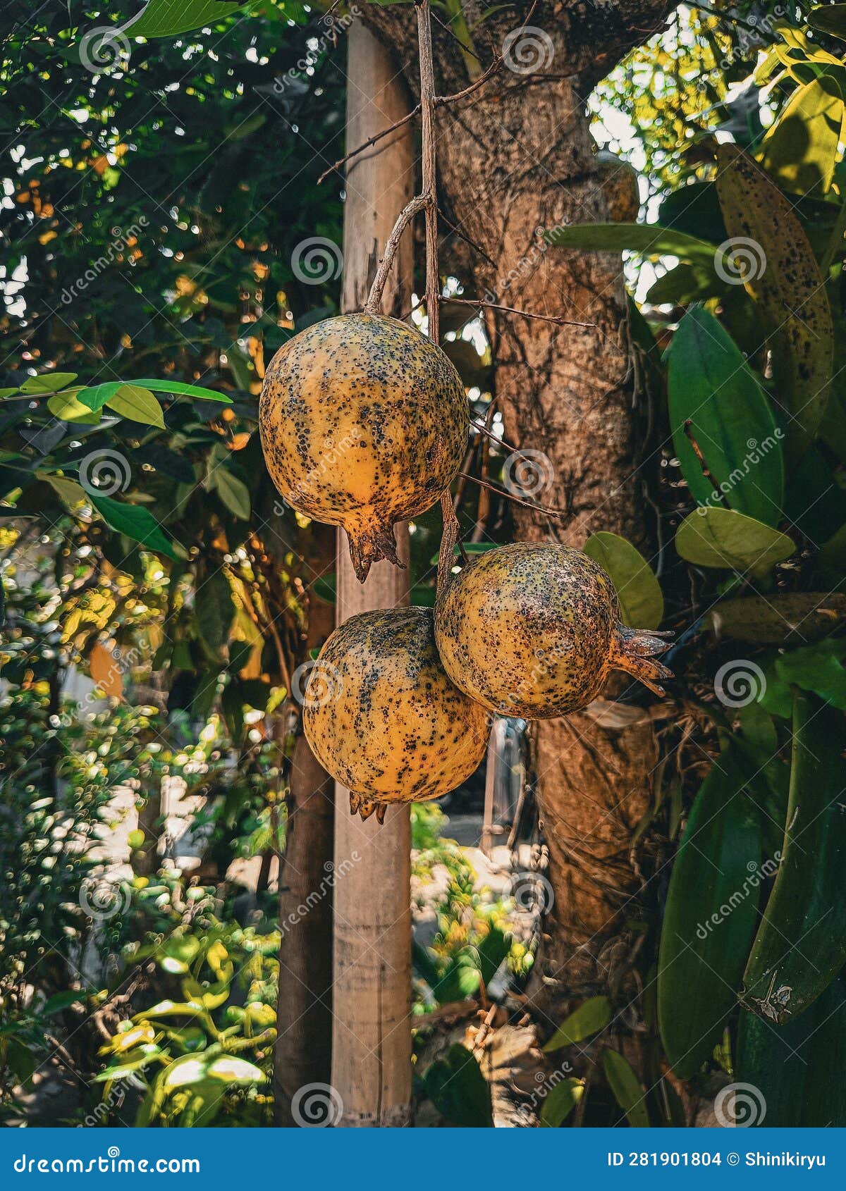 Markisa fruit indonesia stock photo. Image of markisa - 281901804
