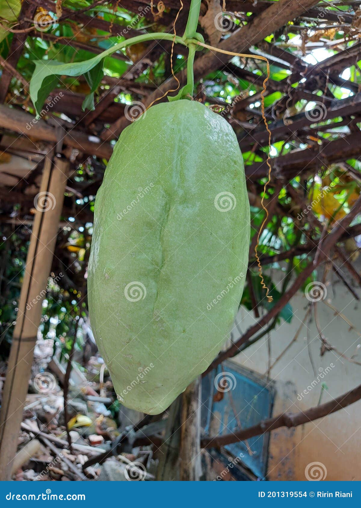 Markisa Fruit Passiflora Jumbo Sweet Stock Photo - Image of sweet ...