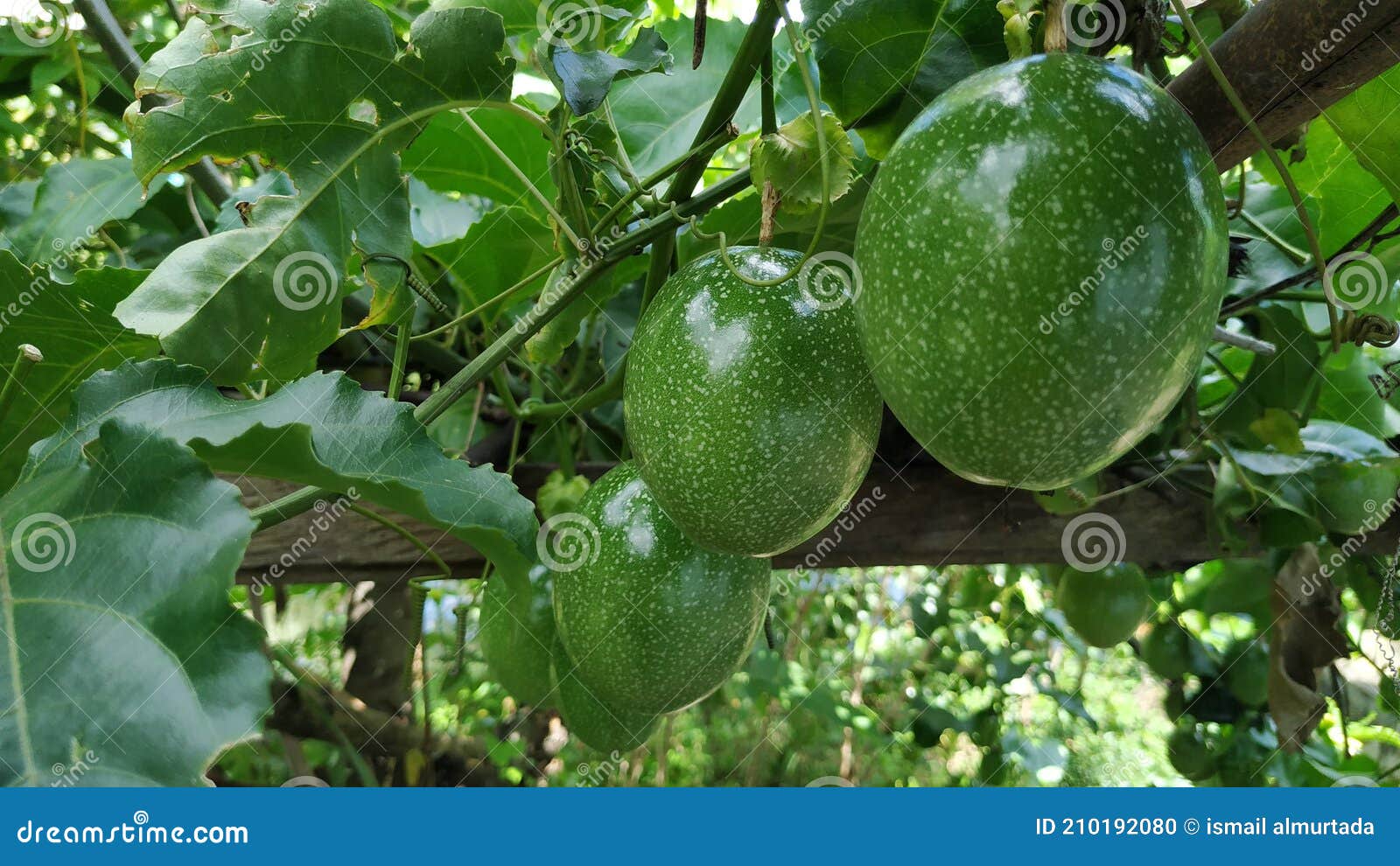 Markisah Stock Photos - Free & Royalty-Free Stock Photos from Dreamstime