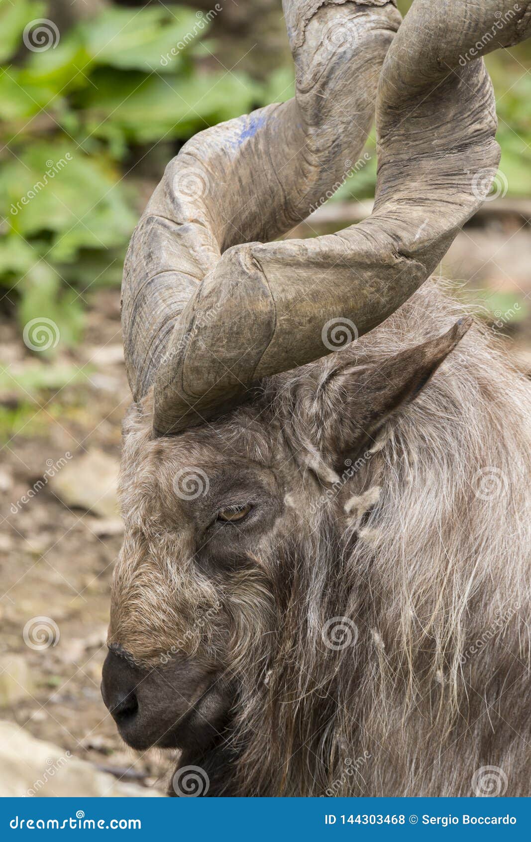 Markor rest in a zoo editorial stock photo. Image of rest - 144303468